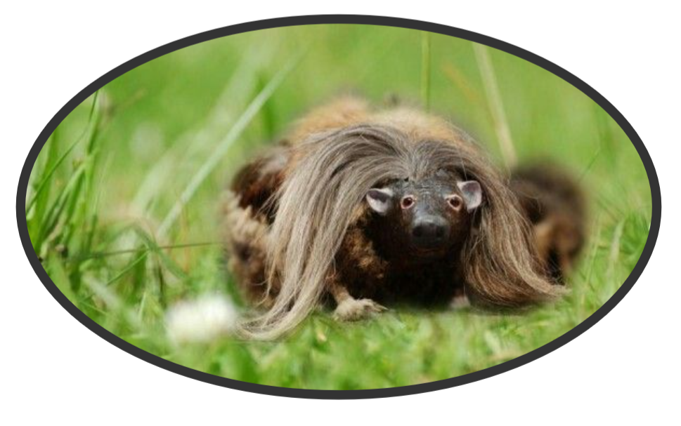 Tip: the best way to catch a haggis is to hypnotise the haggis with ...